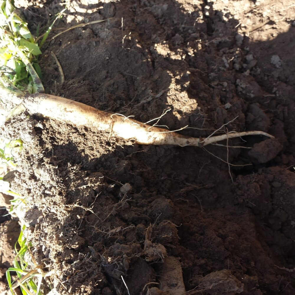 Fracking Daikon Radish - SEEDWAY® Wildlife Genetics™