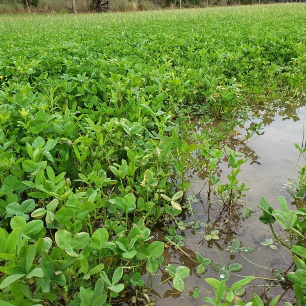 Forage Fever Chicory & Clover Mix - SEEDWAY® Wildlife Genetics™