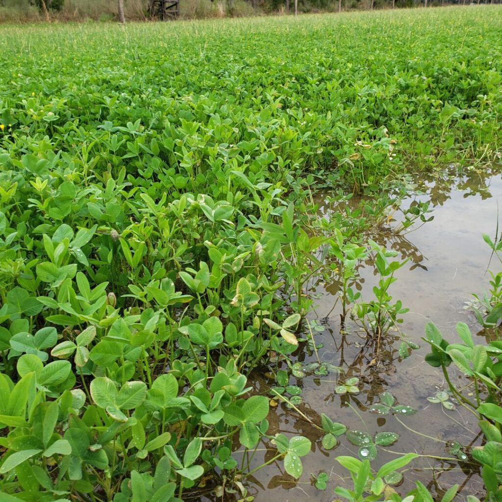 Frosty Berseem Clover - SEEDWAY® Wildlife Genetics™