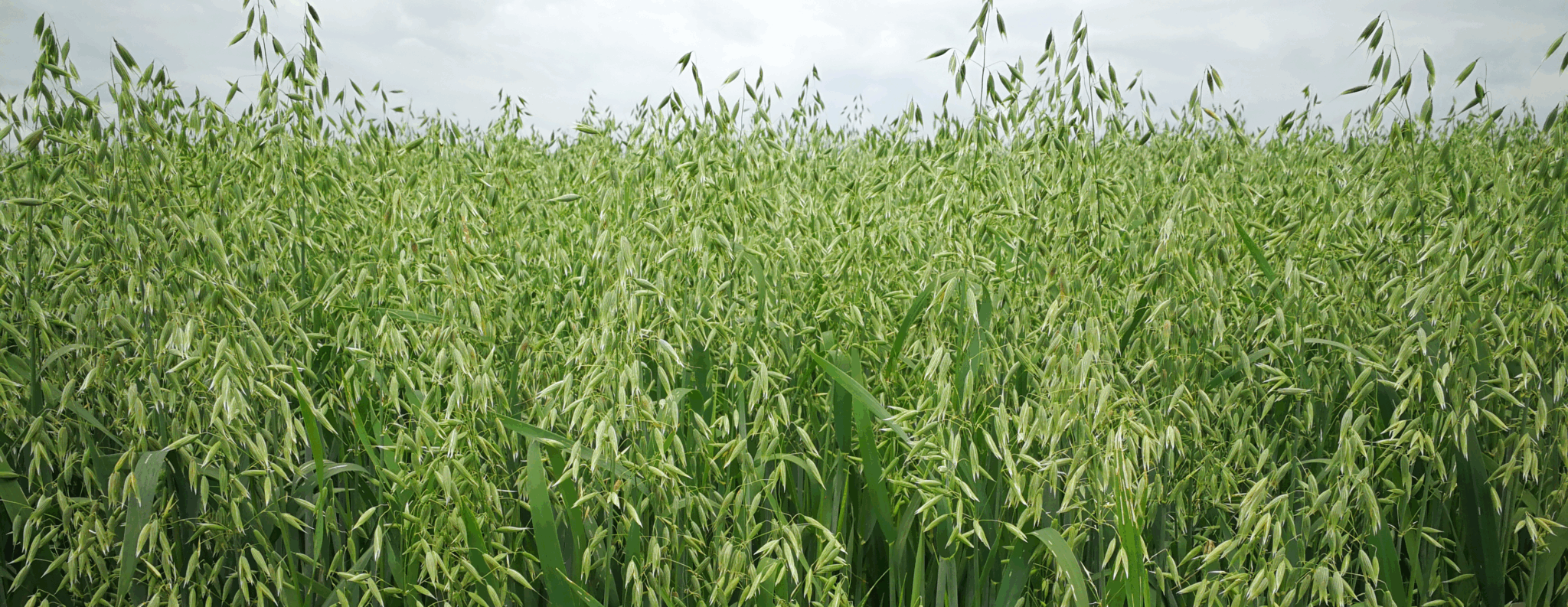 Blazer Oats - SEEDWAY® Wildlife Genetics™