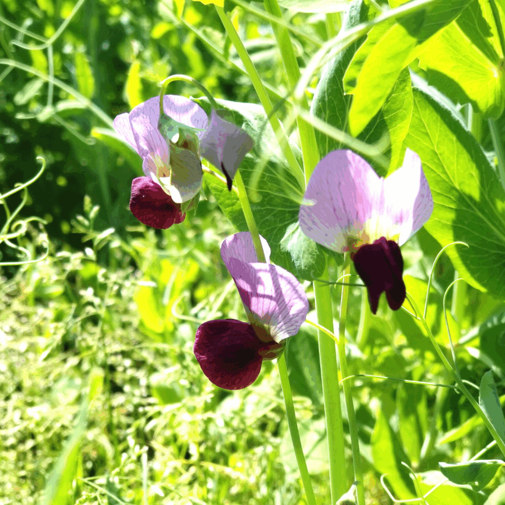 Wildlife Food Plot Seed for Sale | SEEDWAY® Wildlife Genetics™
