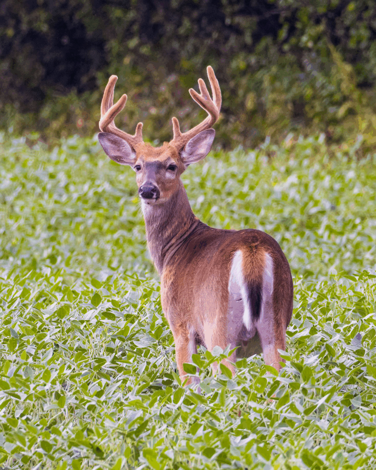 Wildlife Food Plot Seed for Sale | SEEDWAY® Wildlife Genetics™